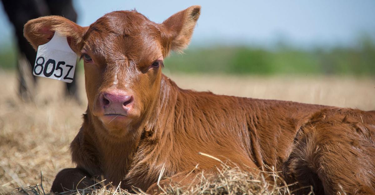 Veterinary Viewpoints: Importance of hydration when scouring calves