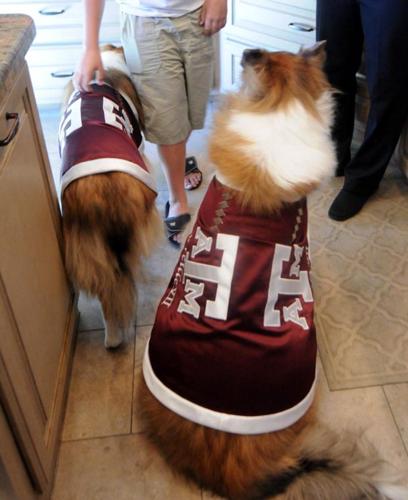 Reveille VII dies after respiratory complications
