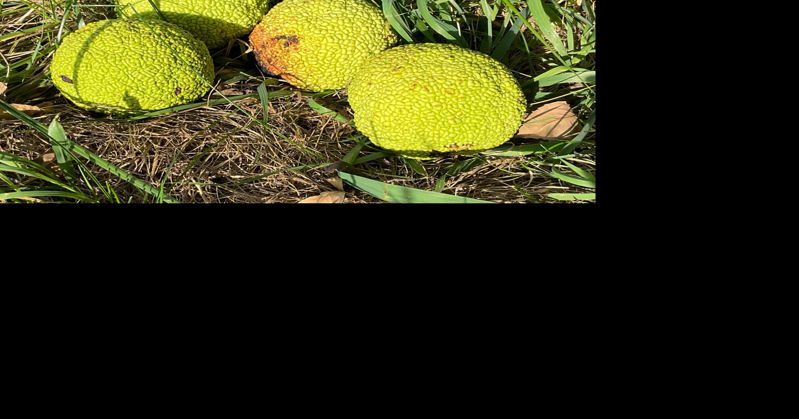 A history of hedge apples