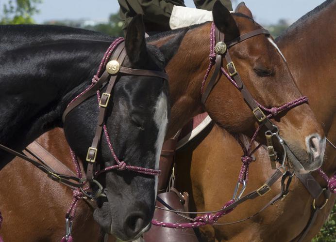 Texas A&M celebrates new vet center, equine complex