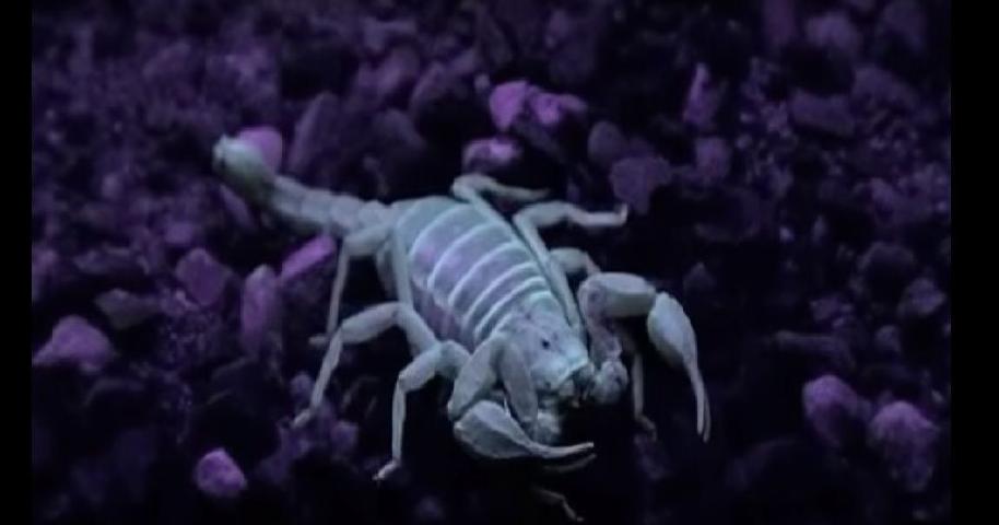 CPAP horror: Scorpion stings Texas man's face