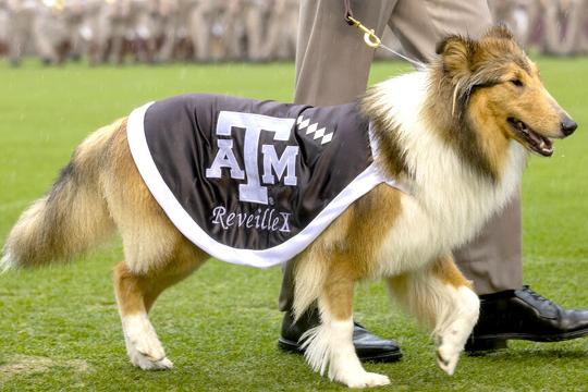 Reveille X officially debuts as Texas A&M's new mascot at Final Review