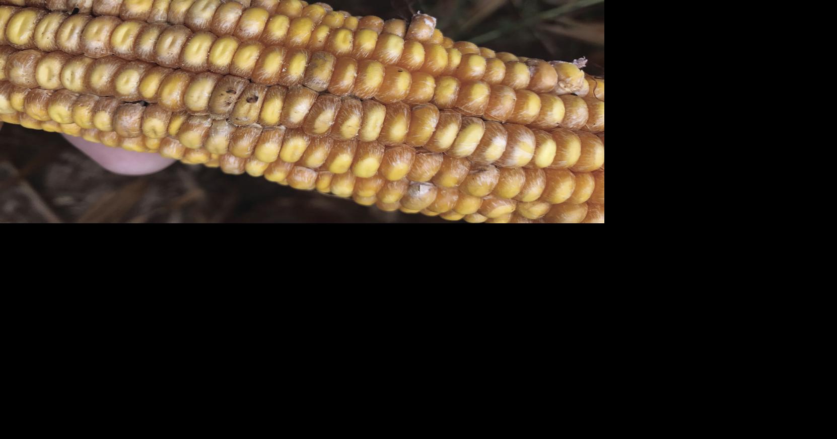 Fumonisin shouldn't be a major yearly problem for corn producers