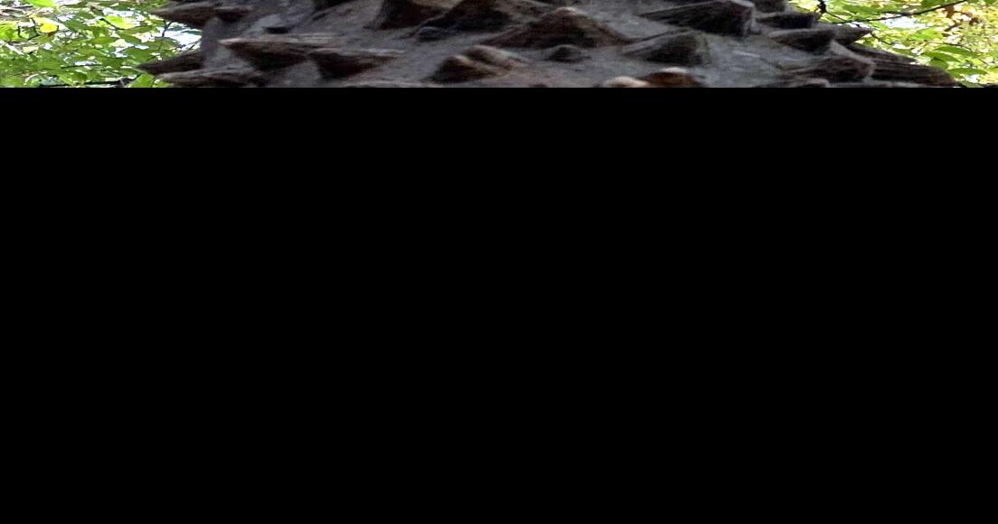 Neil Sperry column: Spiny Hercules club can be a thorn for landscapers