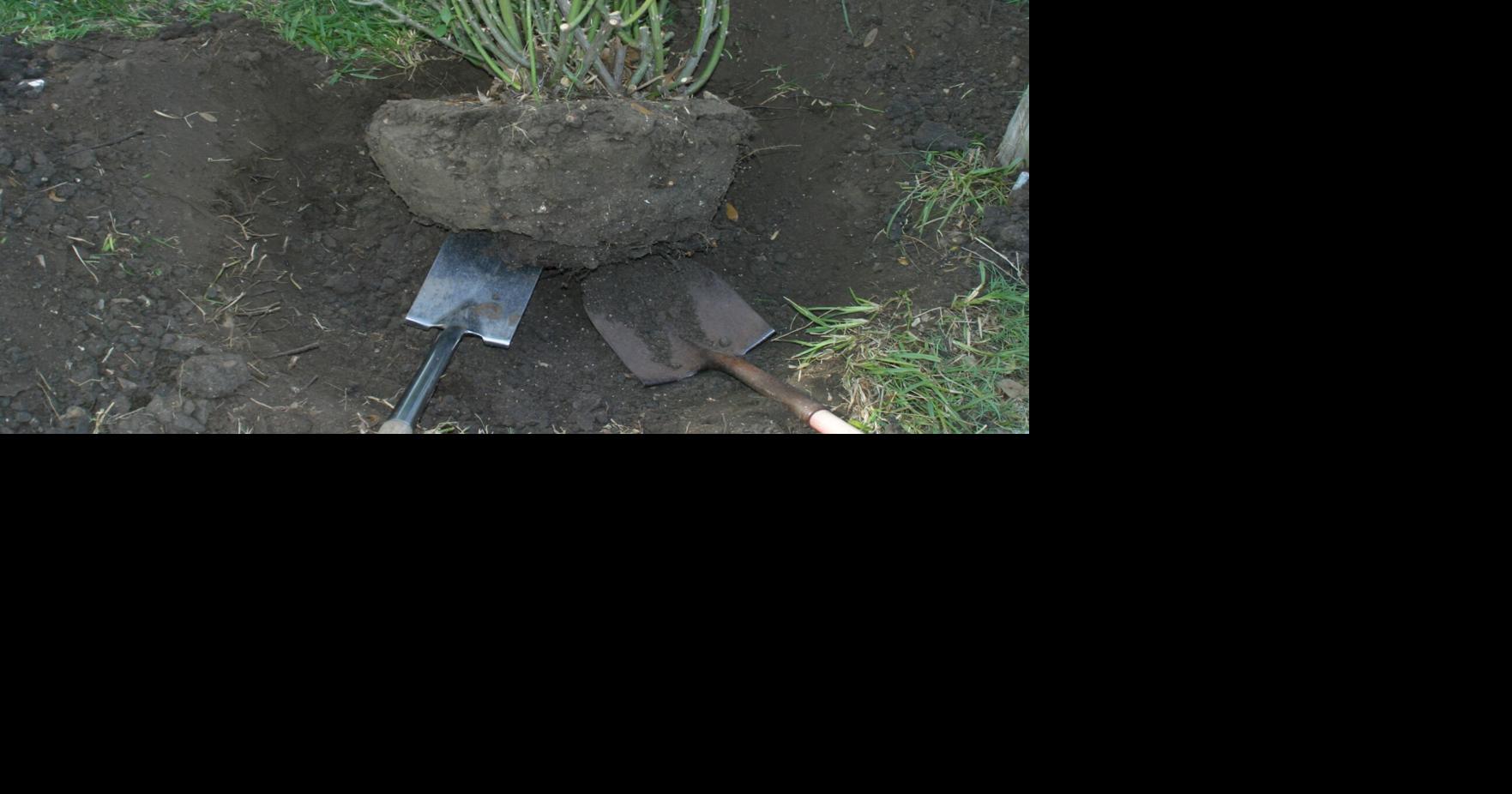 Skip Richter: Give your landscape a fall makeover