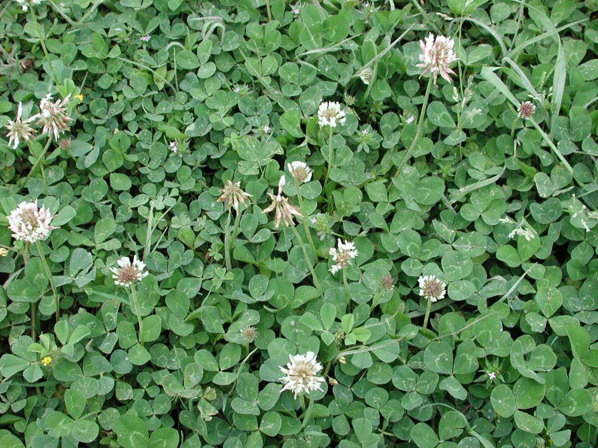 Time to add clovers to your pastures
