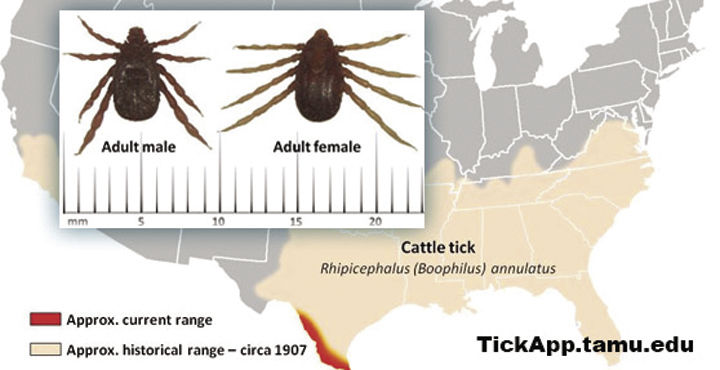 A&M scientists synthesize historical tick models