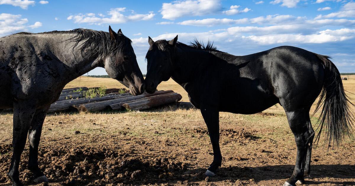 If horses get strangles, keep them in quarantine