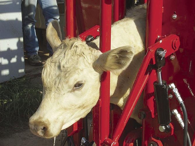 Making the cut: Reasons for culling cattle