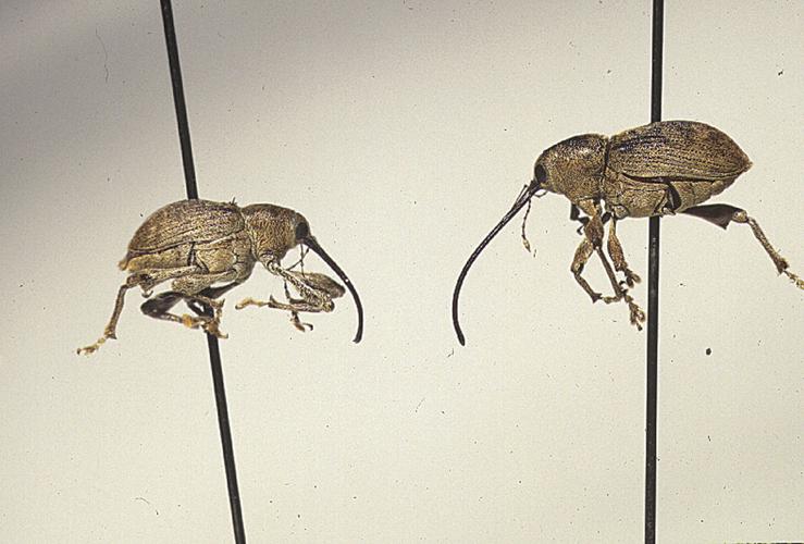 Pecan weevils' range growing warns AgriLife Extension expert