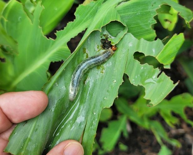 Skip Richter column: Insects, diseases keep gardeners busy