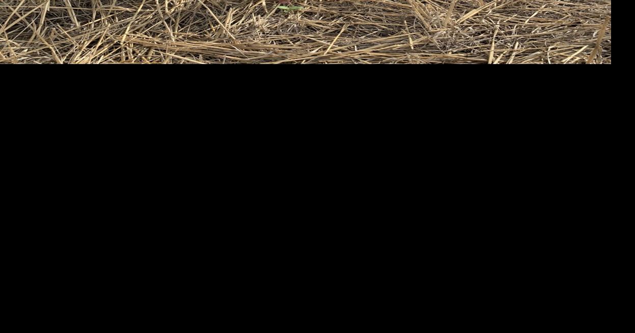 Offsetting expenditures with soil bank strategies