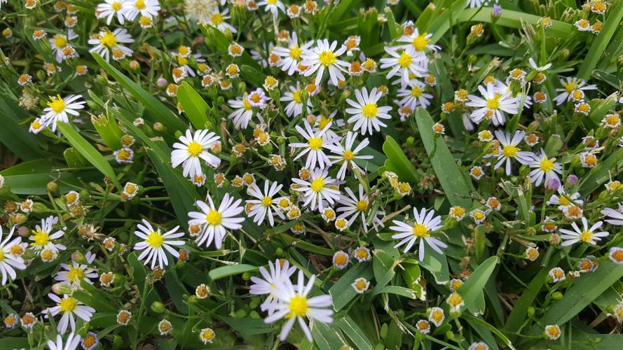 Skip Richter column: Timing key to successful gardening