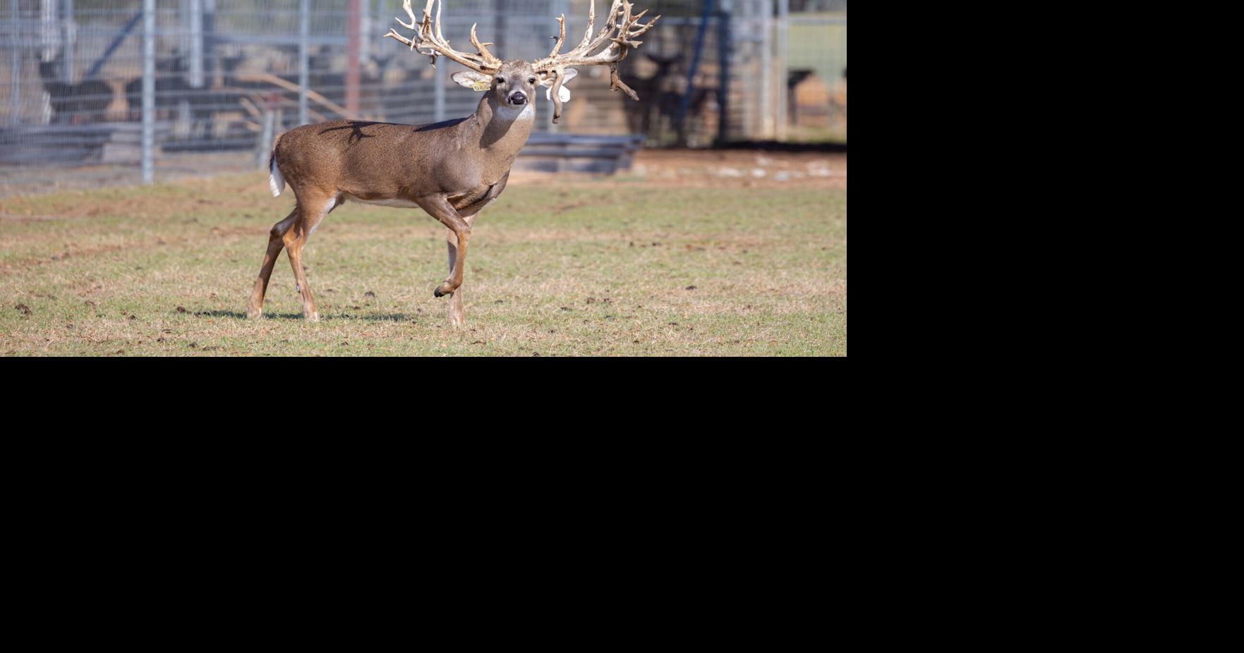 Hunters’ choice: Improve deer health, maximize antler size with Hi-Pro ...