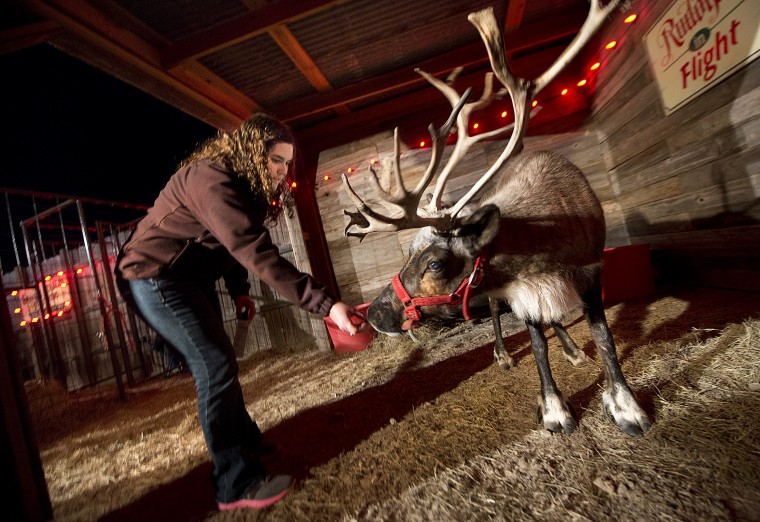 The amazing reindeer