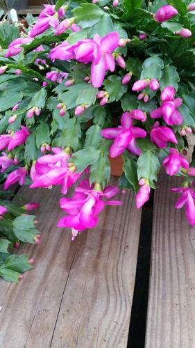 Skip Richter column: Timely transition tips as summer gardening turns ...