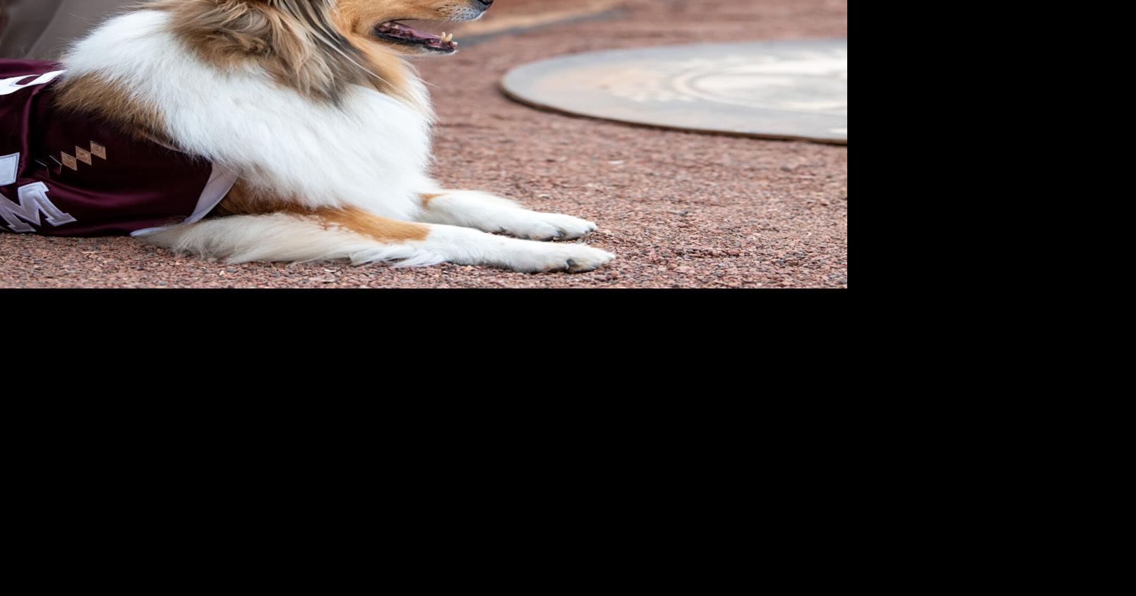 Mascot Reveille X loses an eye due to glaucoma