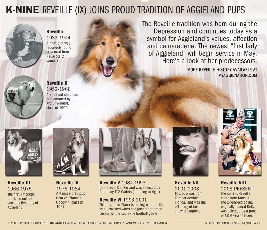 Texas A&M picks Ohio collie 'Twix' to become Reveille IX