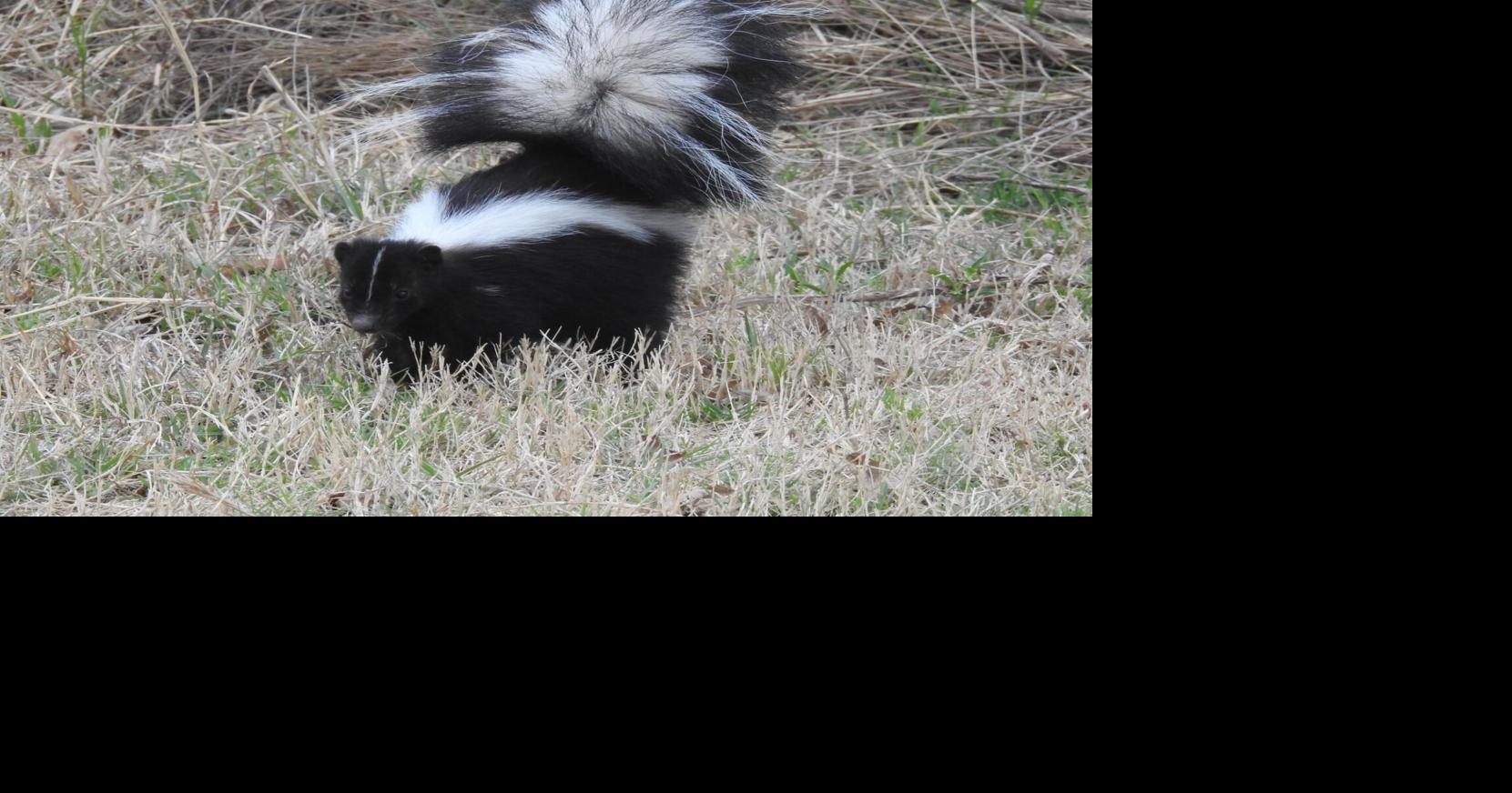 NATURE NOTES: Skunks not always smelled before seen | Brazos Living ...