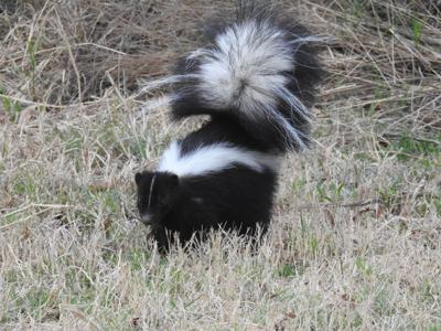 are some skunks mostly white