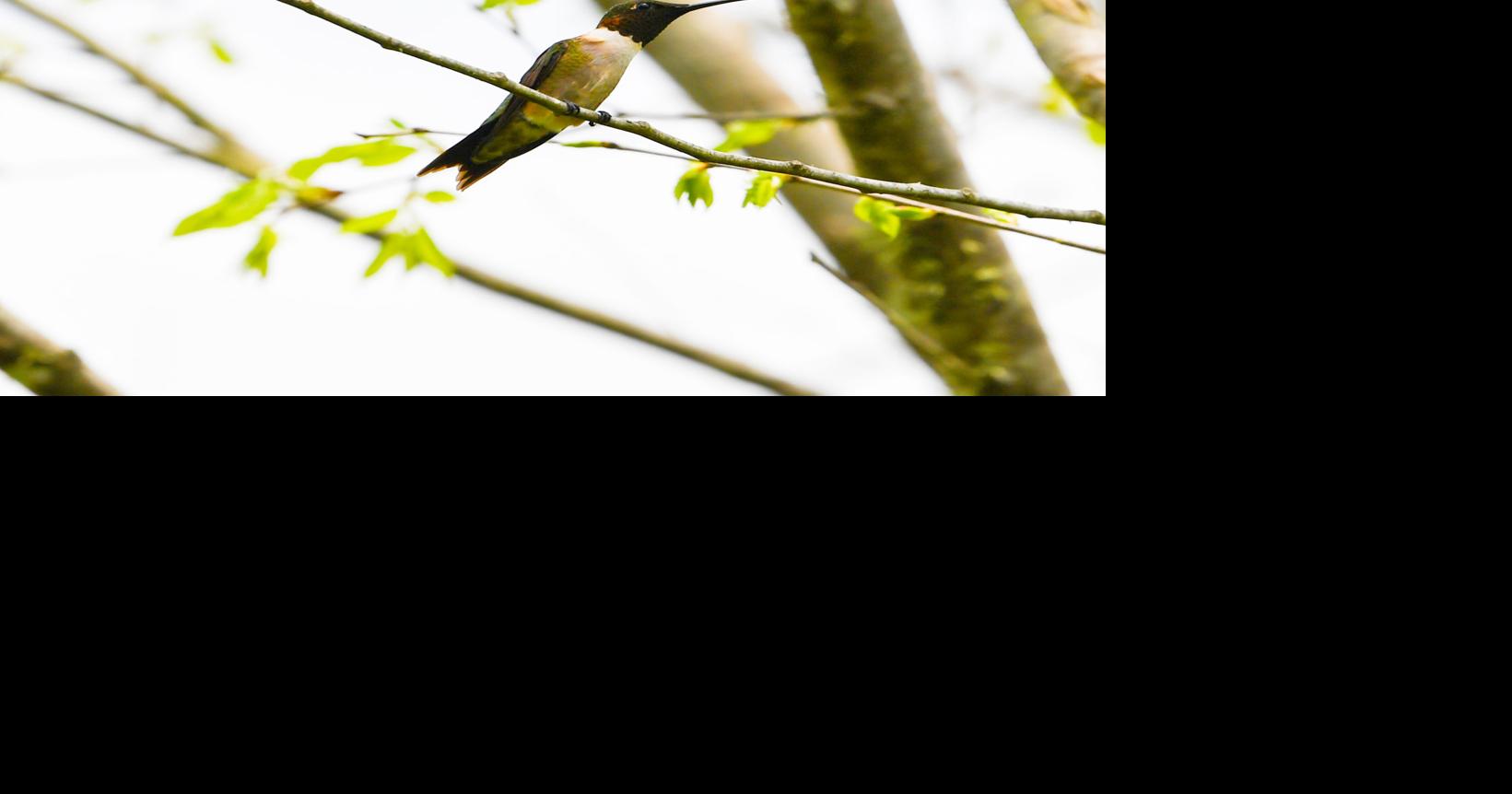 Birds and Volunteers Flock to Spring Fling | News | thefacts.com