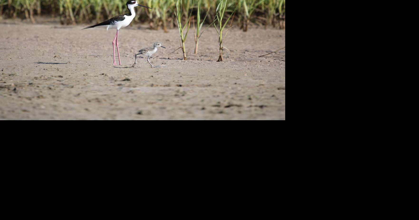 NATURE NOTES: Be mindful of nesting shorebirds | Brazos Living ...