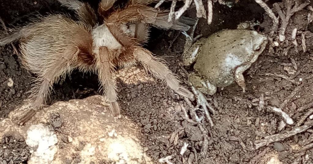 NATURE NOTES: Unlikely Friends: Toads & Tarantulas | Brazos Living ...