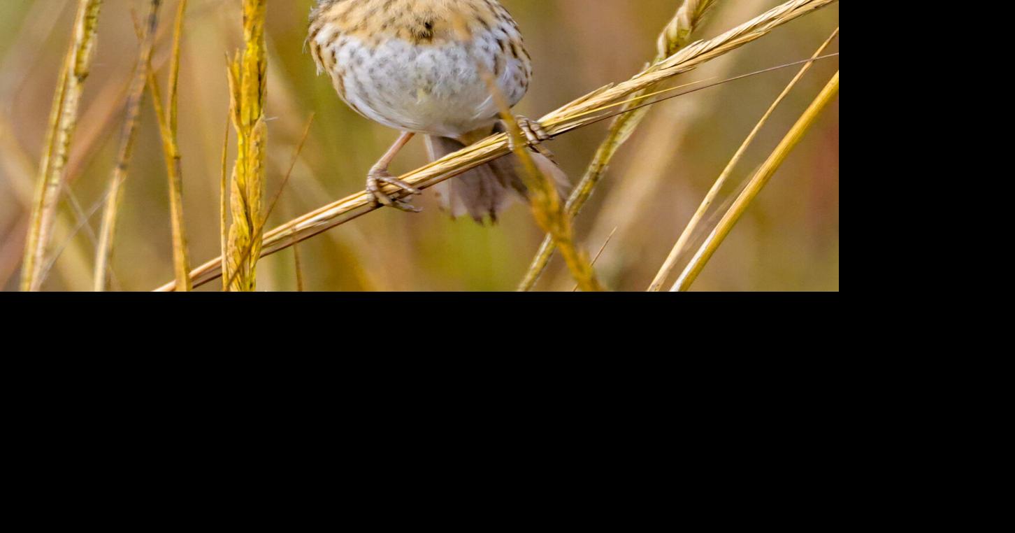 NATURE NOTES: Hidden Bird Life in the Coastal Marshes | Columns ...