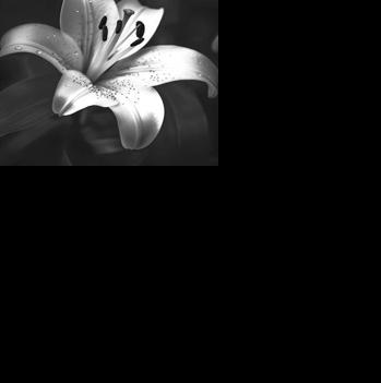 Don Wayne Lacy | Obituaries | thefacts.com