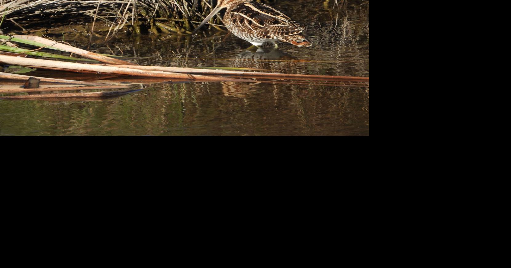 NATURE NOTES: Going on a snipe hunt | Brazos Living | thefacts.com