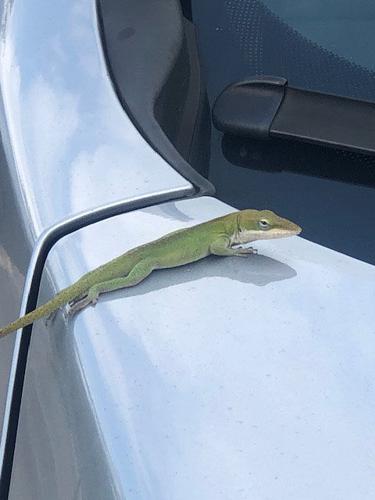 COMMENTARY: Color-changing anole symbolizes resilience | Brazos Living ...