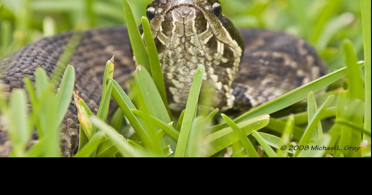 NATURE NOTES: Ophidiophobia – fear of snakes | Columns | thefacts.com