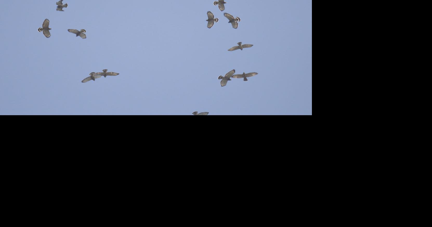 NATURE NOTES: The Smith Point Hawk Watch | Brazos Living | thefacts.com