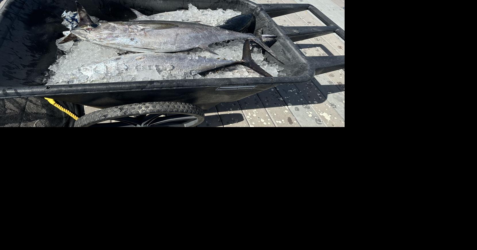 OUTDOORS COLUMN: Blackfin a tasty, slighted tuna | Sports | thefacts.com