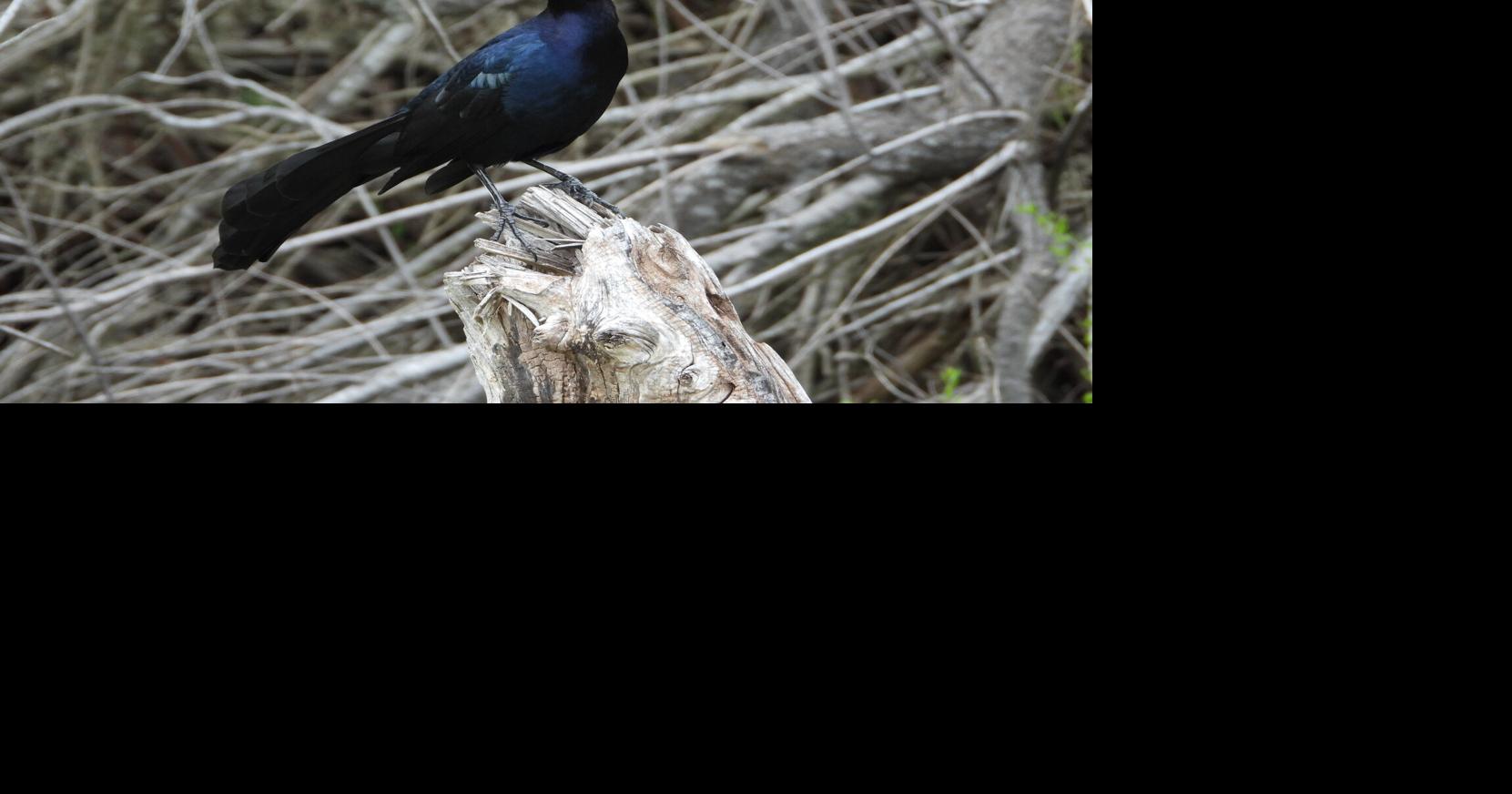 NATURE NOTES: Intellect doesn't explain every animal behavior | Columns ...