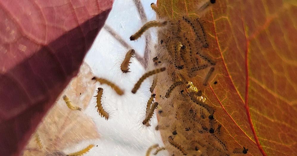 AGRILIFE INSIGHT: Fall webworms raise risks to trees | Brazos Living ...