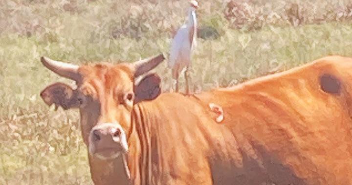 NATURE NOTES: The Traveling Cowboy Bird | Brazos Living | thefacts.com