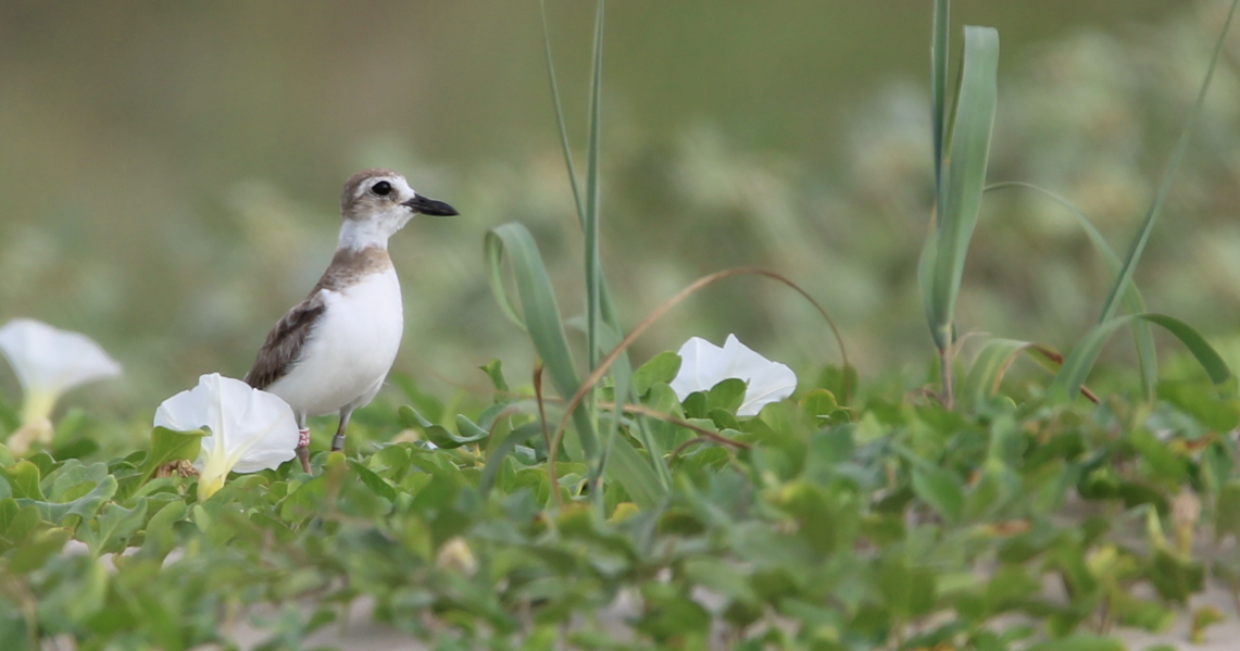 NATURE NOTES: C5's day a very human-like existence | Brazos Living ...