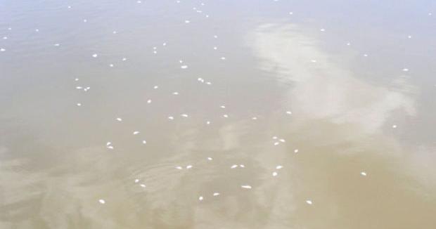 Residents find thousands of dead shad in San Bernard | News | thefacts.com