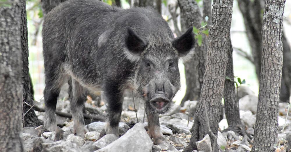 OUTDOORS COLUMN: Hogs are destructive but also delicious | Sports ...