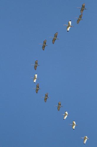 NATURE NOTES: Why Birds Flock | Brazos Living | thefacts.com