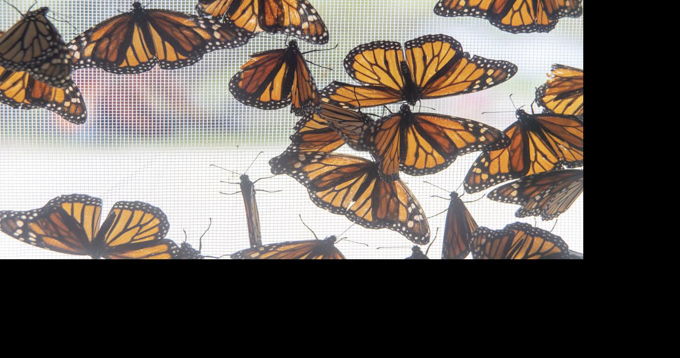 PAUL GEISLER: Save the royal butterflies | Opinion | thefacts.com