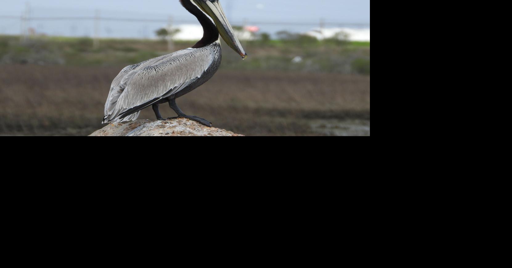 NATURE NOTES: The Brown Pelican, A Conservation Success Story | Brazos ...