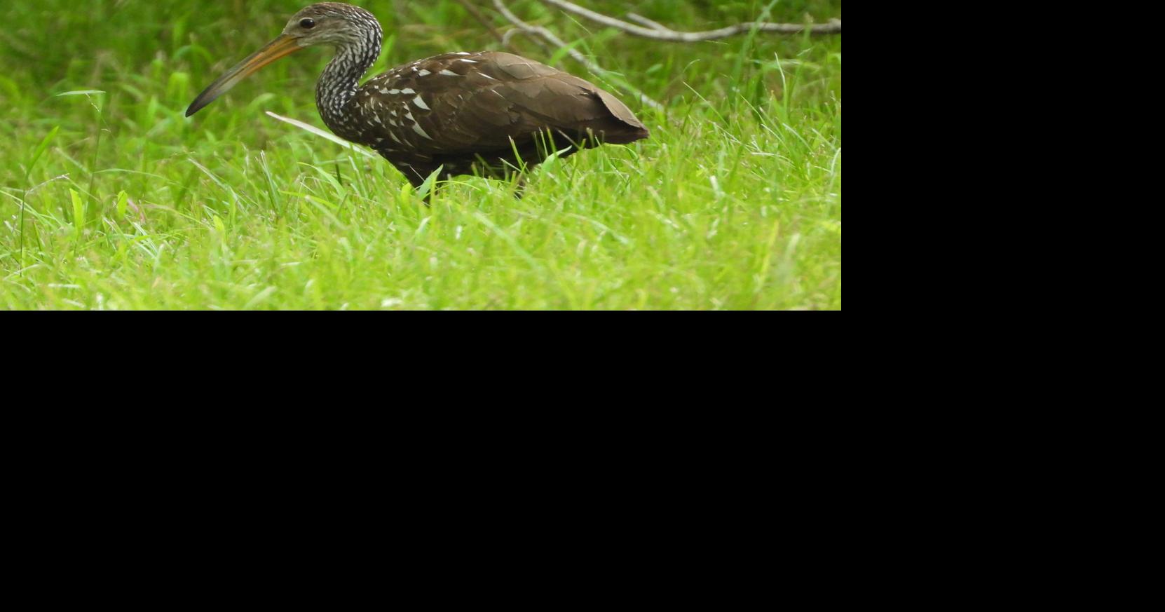 NATURE NOTES: Vagrants make their way to unusual places | Brazos Living ...