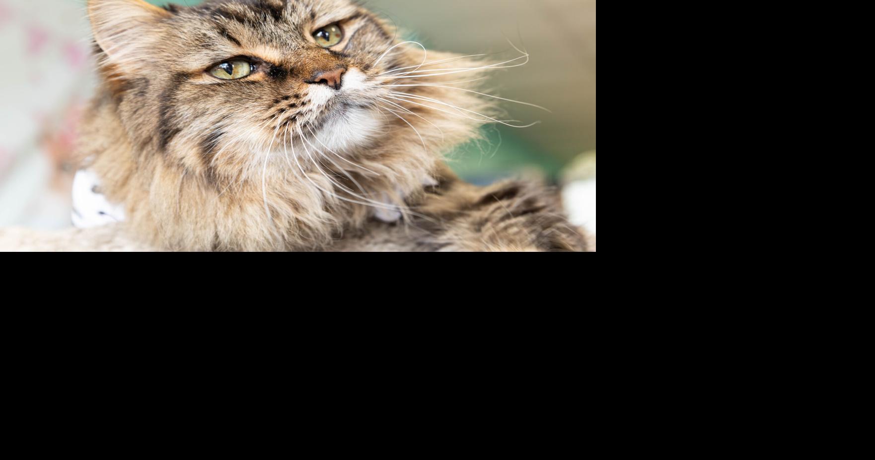 Beloved shelter cat gets a 15th birthday celebration at the Mad Cattery ...