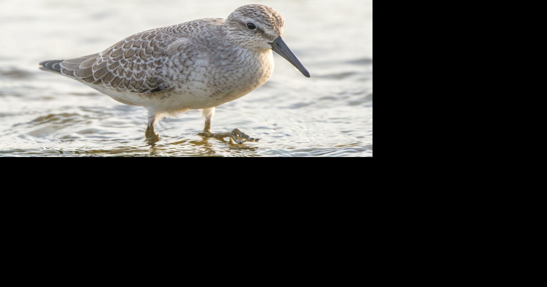 NATURE NOTES: What is Gray, Then Red? | Brazos Living | thefacts.com
