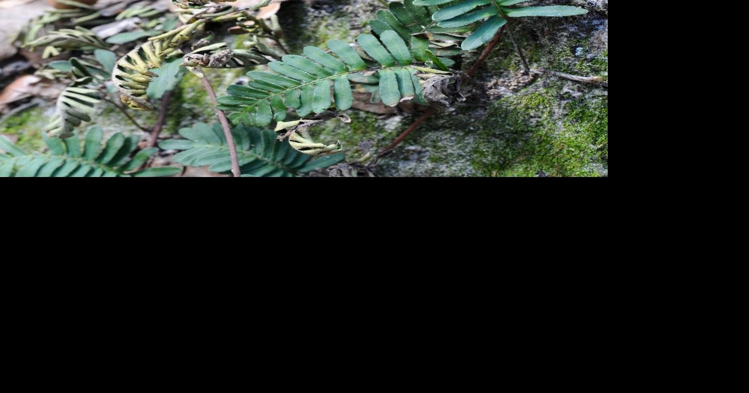 NATURE NOTES: Resurrection fern is natural survivor | Columns ...