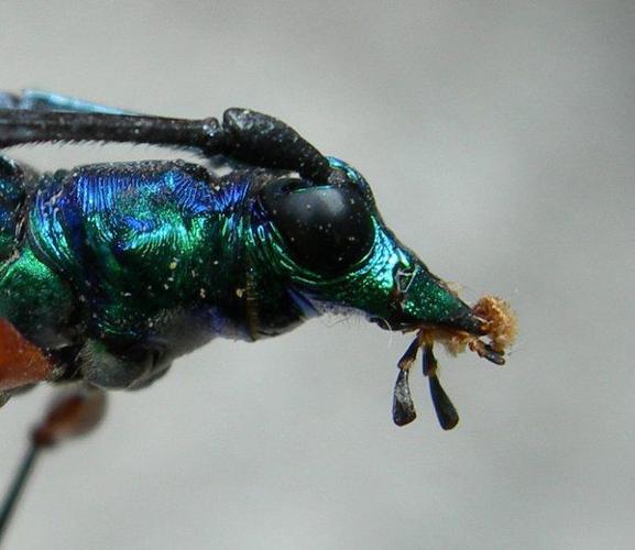 tiger beetle predators