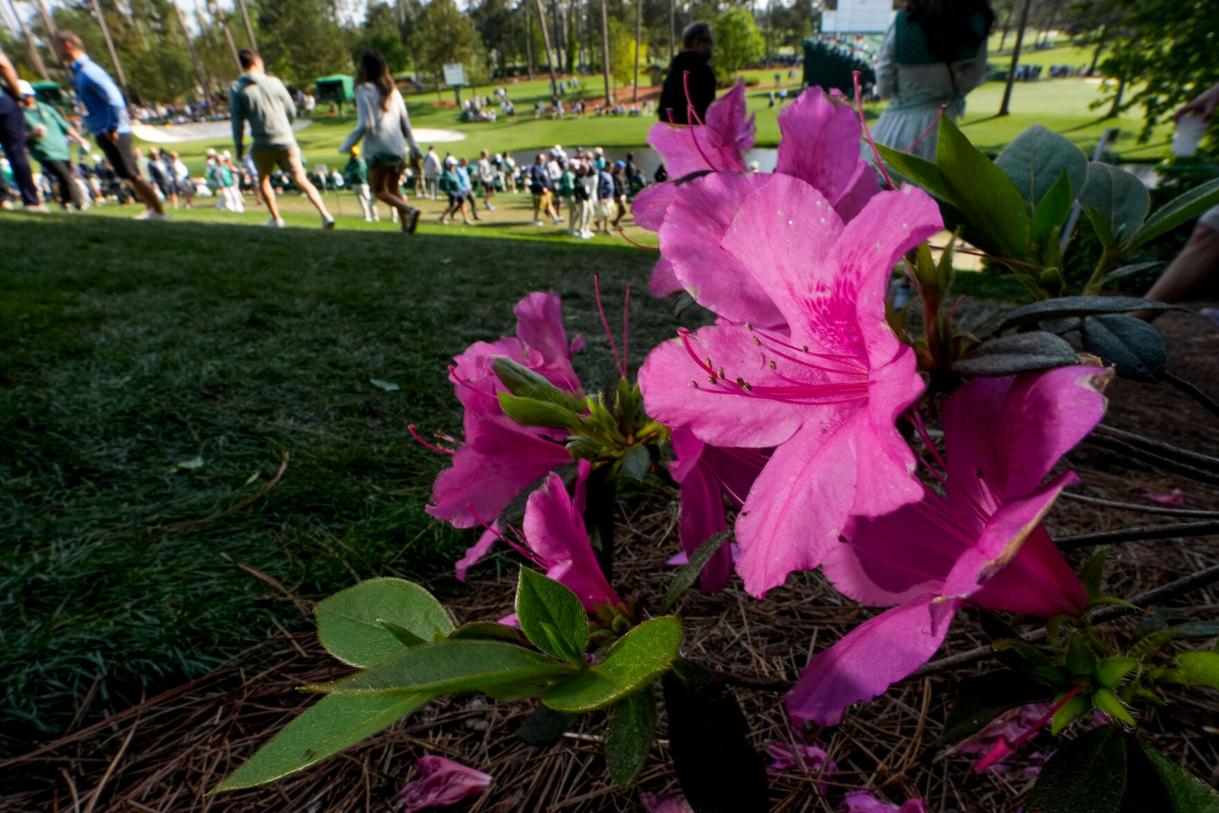 Masters Flowers Golf | | thefacts.com