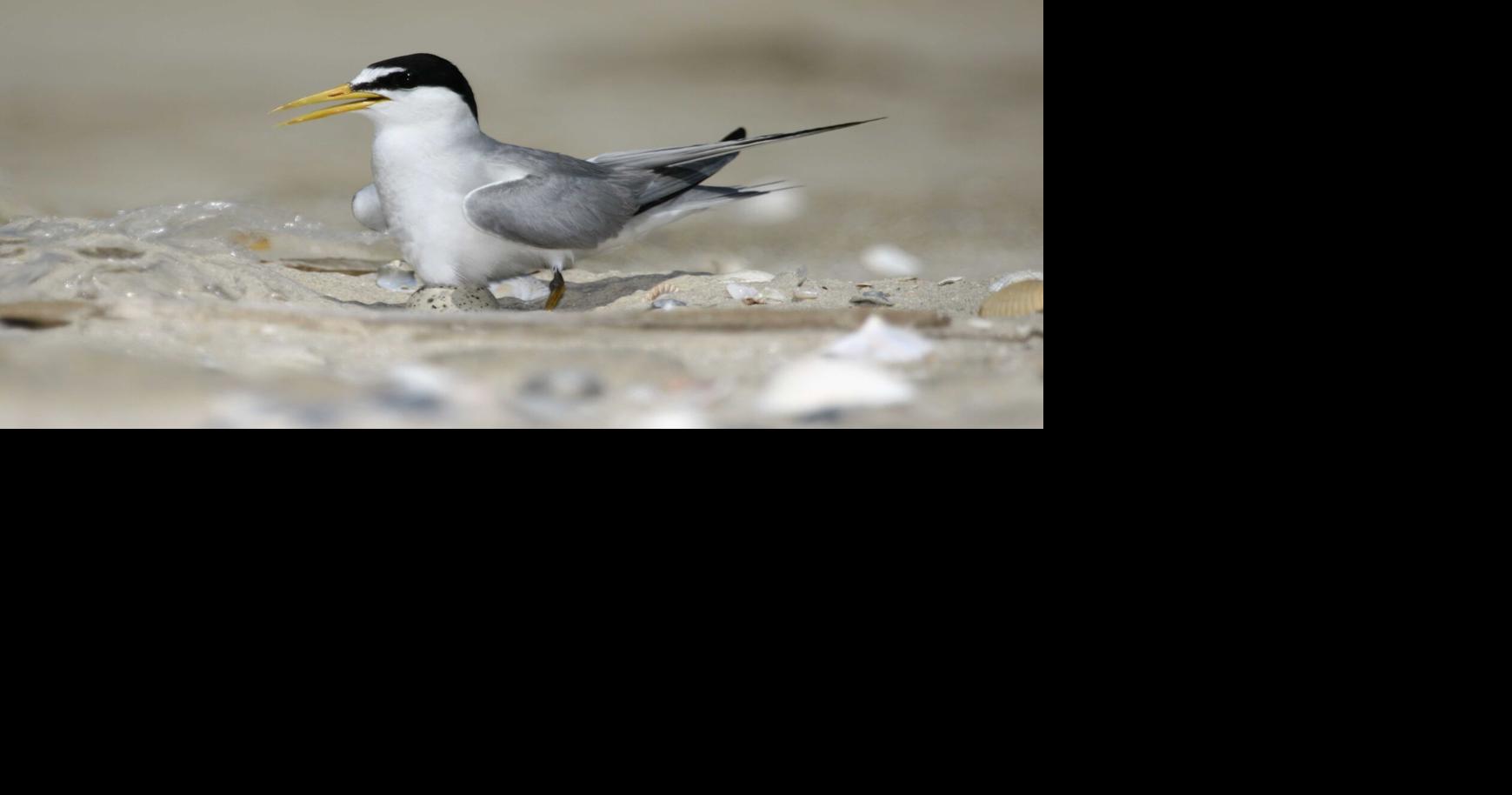 NATURE NOTES: Awareness can save beach-nesting birds | Brazos Living ...